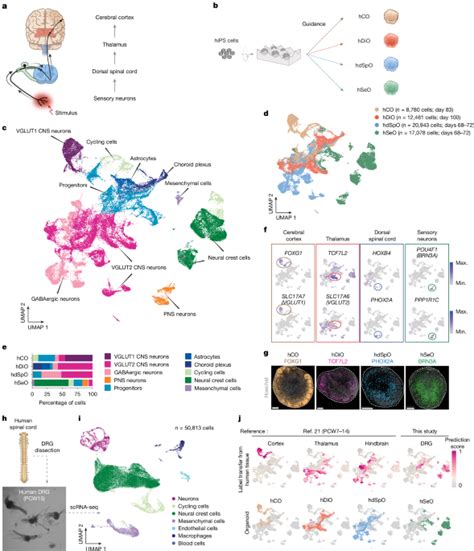 Human Assembloid Model Of The Ascending Neural Sensory Pathway Rin