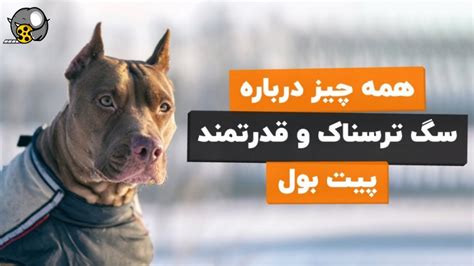 فیلم سگ پیت بول سگی با ظاهر ترسناک و قدرتمند فیلو