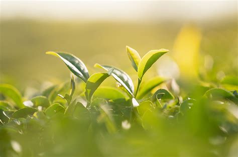 Aahoa Eea Partner For Sustainability Standards Metrics Hotel Management