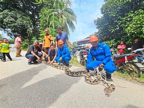 Rubber Tapper Stumbles Upon Python Devouring Boar The Star