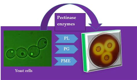 Isolation Identification And Characterization Of Pectinolytic Yeasts For Starter Culture In