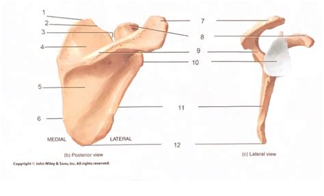 App Skeleton Number 2 Diagram Quizlet
