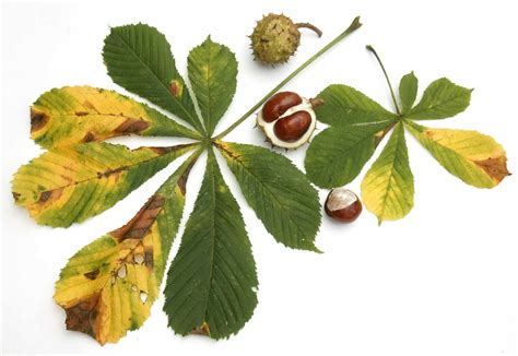 The Difference Between A Simple And Compound Tree Leaf