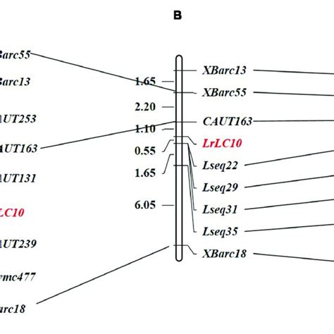 Genetic Linkage Map Of Leaf Rust Resistance Gene Lrlc10 And Download Scientific Diagram