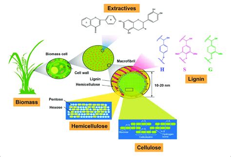 The Major Components In Biomass Download Scientific Diagram