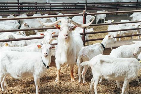 Integrating Goats Into Sustainable Farming Systems