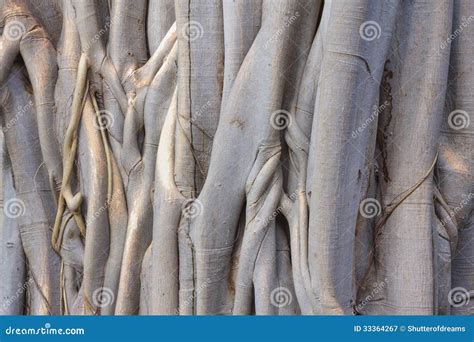 The Pipal Tree Stock Image Image Of Surface Roots Garden 33364267