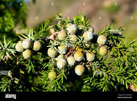 Cade Juniper Or Prickly Juniper Juniperus Oxycedrus Is A Shrub Or