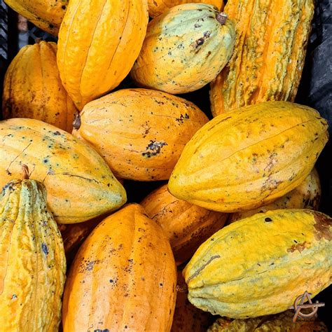 How To Grow Your Own Cocoa Beans At Home A Complete Guide