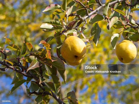 익은 배 과일 클로즈업은 나뭇 가지에 매달려 있습니다 수확은 가을에 수확됩니다 신선한 배는 햇빛 아래 정원의 가지에서 자랍니다 잘 익은 과일을 가진 배 나무 유기농 과일 0