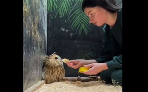 چهره بامزه یک جغد هنگام غذا خوردن از دستان دختر جوان فیلم