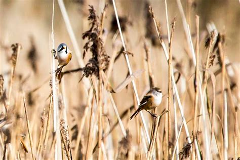 Outings 241113 Tay Reed Beds