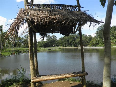 Jenis Jenis Rawa Berdasarkan Kondisi Air Swamp Marsh Bog Dan Rawa Pasang Surut