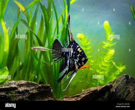 Black And White Freshwater Fish