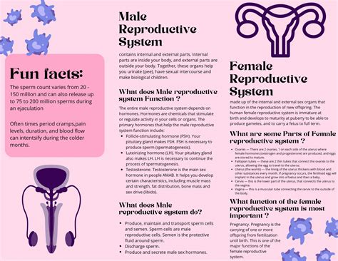 Parts Of Reproductive System And Their Functions