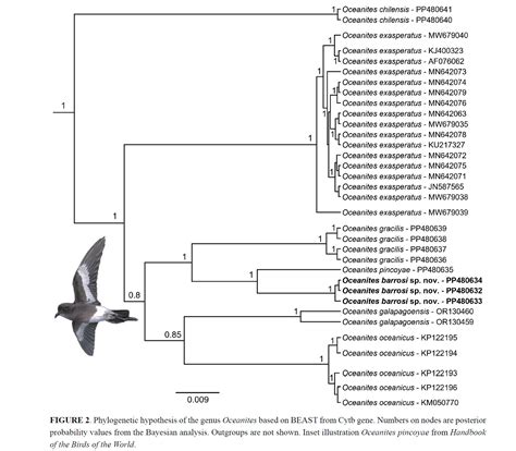 Revise The Taxonomy Of Oceanites Species