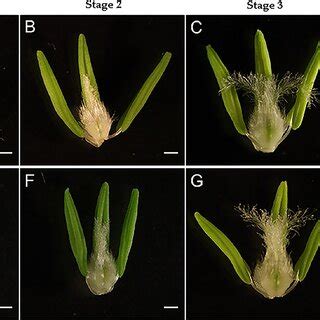 Analysis Of DEGs In The Male Sterile MS Line And Its Near Isogenic Download Scientific