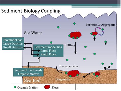 Northern Gulf Of Mexico Linking Sediment And Biological Processes Within The Regional Ocean