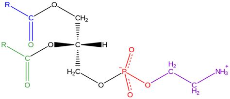 Phosphoglycerides Structure Functions And Examples