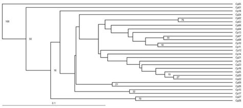 Cluster Analysis Of Genotypes Of Copernicia Prunifera Based On Dice
