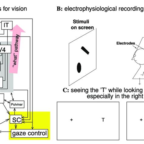 A A Hierarchy Of Brain Areas For Vision V1 Primary Visual Cortex Download Scientific