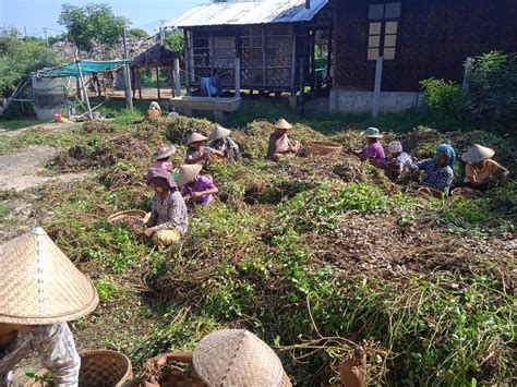 တံတားဦးမြို့နယ်တွင် မိုးဦးပင်ထောင်မြေပဲများ အထွက်နှုန်းကောင်းသဖြင့