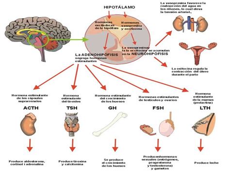 Neurobiologia Aplicada Applied Neurobiology Estructuras Del Sistema
