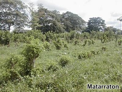 Matarraton Matarraton Bosques De Colombia