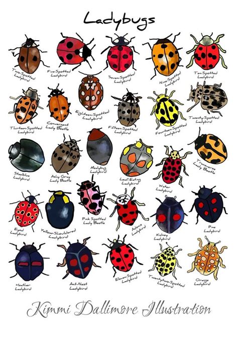 Ladybird Illustration Art Print Ladybug Types Wall Chart Bug Varieties Art Print Insect Wall Ladybird Illustration Art Print Ladybug Types Wall Chart Bug Varieties Art Print Insect Wall