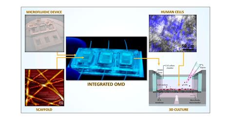 Integrating Microstructured Electrospun Scaffolds In An Open Microfluidic System For In Vitro