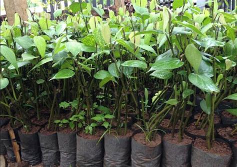 Pepper Varieties The Bottleneck In The Billion Dollar Value Chain