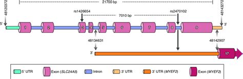 The Structure Of The Human Slc24a5 Gene Chromosome 15 Download