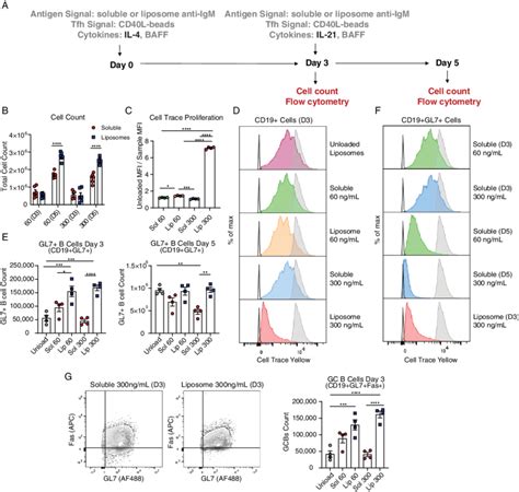 Proliferation And Generation Of Gc B Cells A Experiment Timeline B Download Scientific