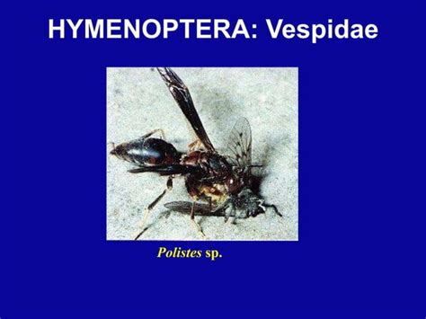 Corn Pests Ne Ppt
