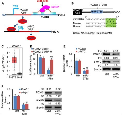 Mir 378a Inhibits C Myc Transcription By Directly Targeting Foxq1 A A Download Scientific