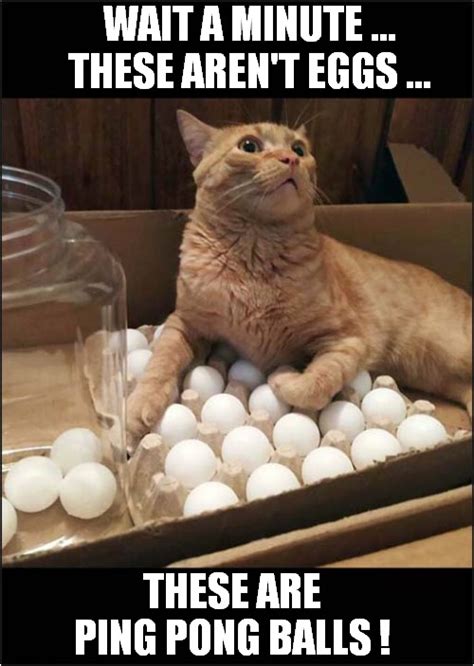 Ping Pong Ball Memes No Worries Buddy Weve All Been There