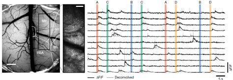 Volatile Working Memory Representations Crystalize With Practice” Published In Nature Vaziri Lab