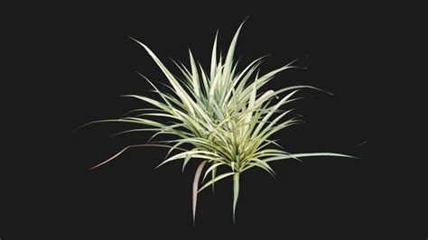 Pandanus Baptistii Variegated Dwarf Pandanus 3d Model Cgtrader