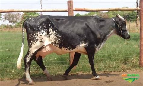 Venda De Gado Girolando Em Campo Grande Ms à Venda Compre 388972