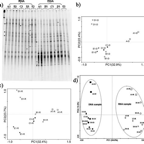 Dna And Rna Derived Pcr Dgge Profile A Of Rhizosphere Bacterial