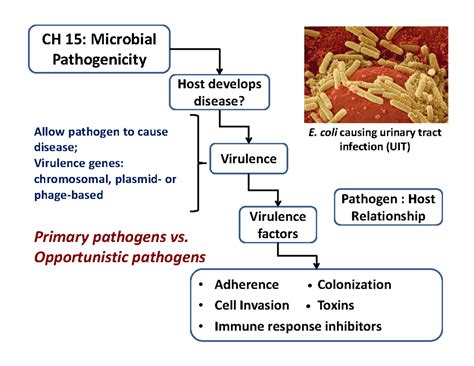 Ch 15 Microbial Pathogenicity E Coli Causing Urinary Tract Infection