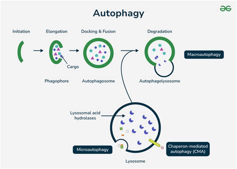 Autophagy Geeksforgeeks