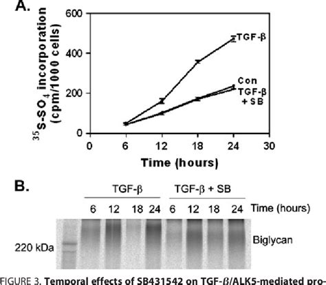 Figure 3 From Smad And P38 Map Kinase Mediated Signaling Of Proteoglycan Synthesis In Vascular