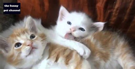 Adorable Kitten Compilation YouTube
