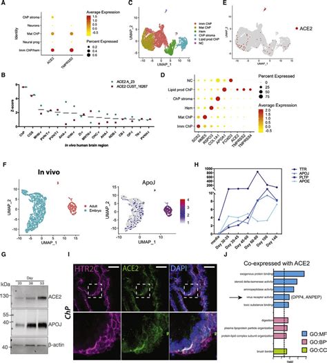 Ace2 And Other Entry Factors Are Expressed In The Choroid Plexus A Download Scientific