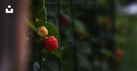 A Raspberry Growing On The Side Of A Fence Photo Free Food Image On