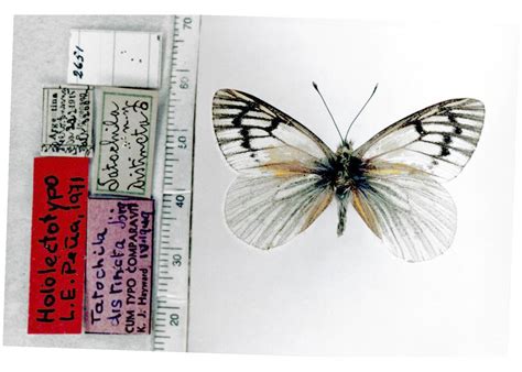 Phulia D Distincta Type Specimens