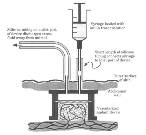 Schematic Diagram Of Radiolabeled Inulin Tracer Injection Into
