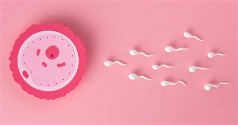 Boost Your Sperm Count Naturally Sandu Pharmaceuticals