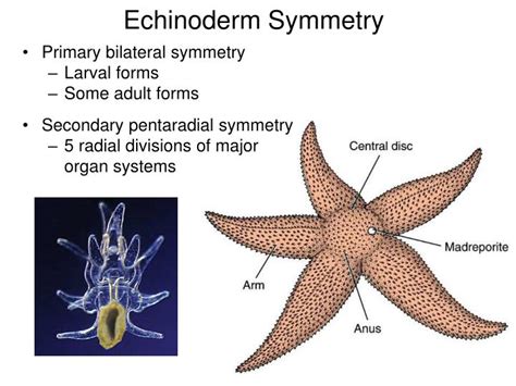 Ppt Phylum Echinodermata Powerpoint Presentation Id1325851